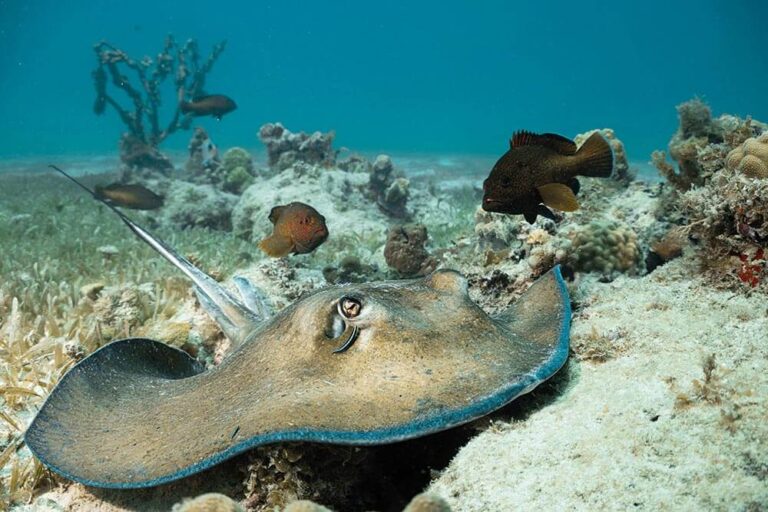 The mutual benefits of ocean cleaning stations - DIVE Magazine