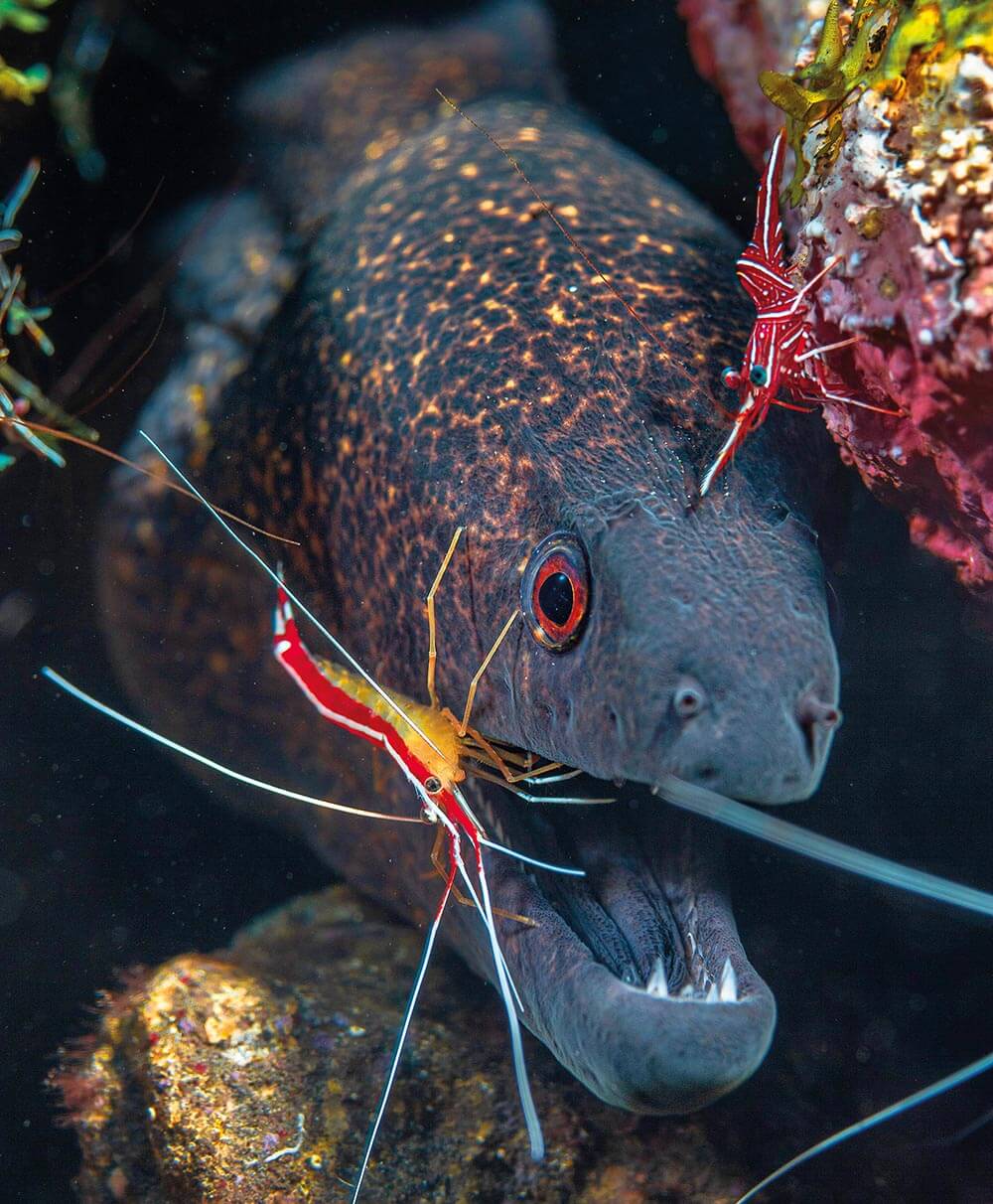 The mutual benefits of ocean cleaning stations - DIVE Magazine