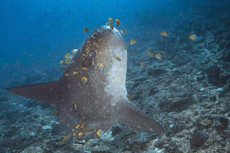 The mutual benefits of ocean cleaning stations - DIVE Magazine