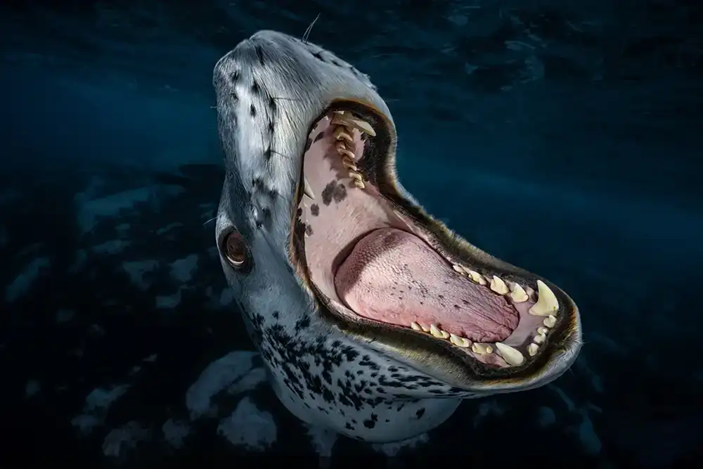 James Ferrera crowned winner of Underwater Awards Australasia - DIVE ...