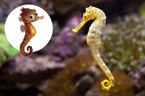 The real life marine creatures behind 2003 'Finding Nemo' cast