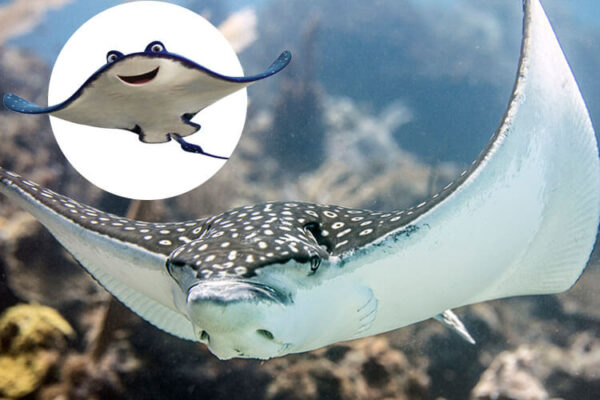 The real life marine creatures behind 2003 'Finding Nemo' cast