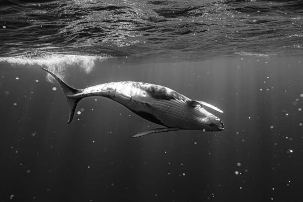 Featured Photographer - Rowan Dear - DIVE Magazine