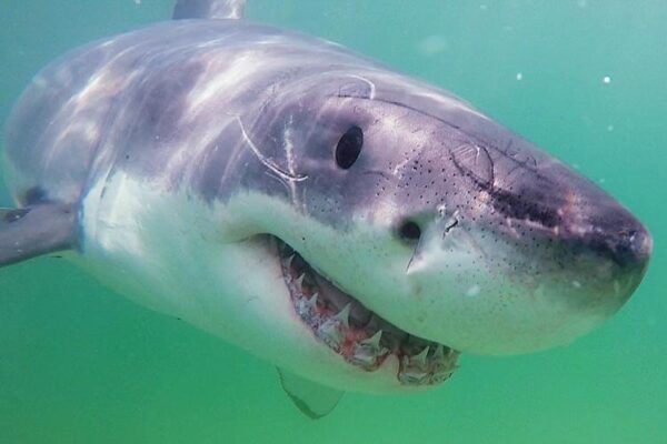 Cape Cod's thriving great white sharks - DIVE Magazine