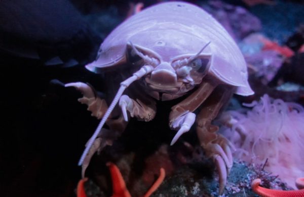 10 weird and scary fish - DIVE Magazine