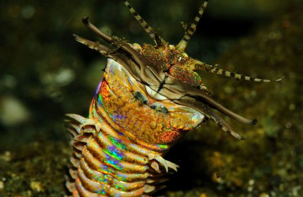 10 weird and scary fish - DIVE Magazine