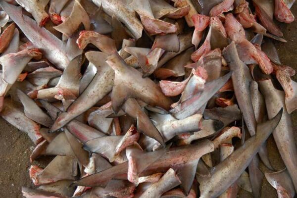 Why Isla Guadalupe needs shark tourism - DIVE Magazine