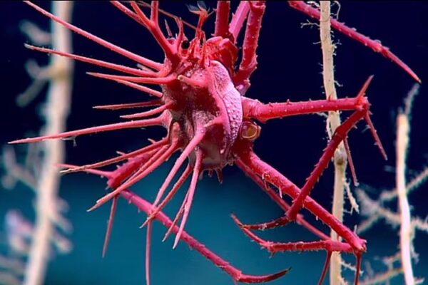 World's largest deep-sea coral reef system discovered in Atlantic ocean ...