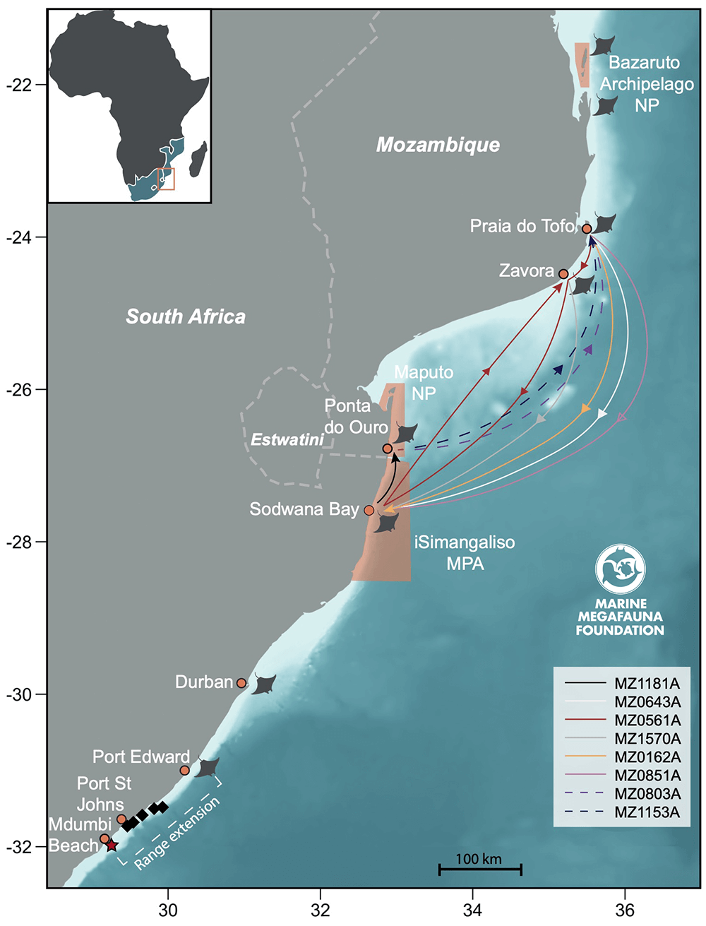 MMF confirms world-first international reef manta migration - DIVE Magazine