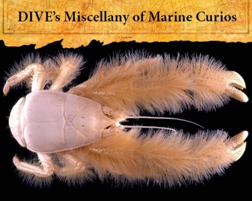 Marine Curios #14 - Kiwa hirsuta, or Yeti crab - DIVE Magazine