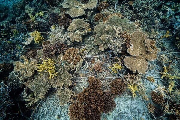 Mars' 'Big Build' mass coral restoration success - DIVE Magazine