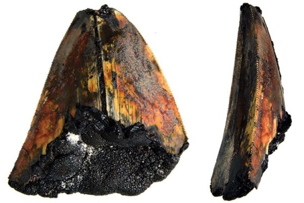 First ever find of a megalodon tooth in-situ on the sea floor - DIVE ...