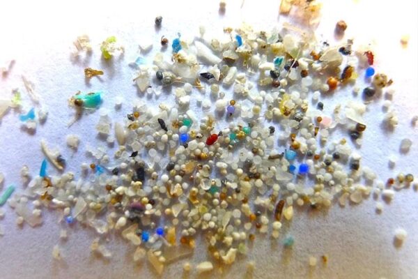 Blue whales ingest 10 million microplastic particles a day - DIVE Magazine