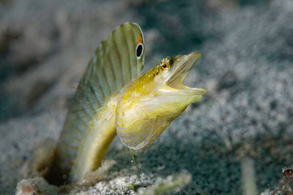 Life Returns - coral reef restoration in Mustique - DIVE Magazine