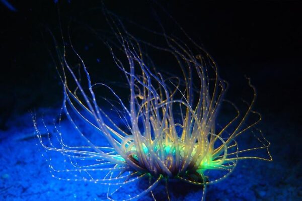 Night diving – both beautiful and nerve-wracking - DIVE Magazine