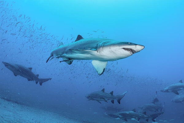 Hanging at the Sand Bar - diving North Carolina's wrecks - DIVE Magazine