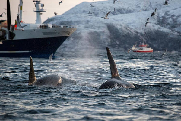 Norway opens the door to deep-sea mining exploration - DIVE Magazine