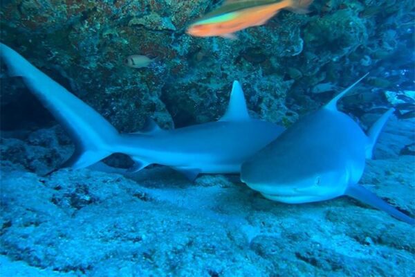 Sleeping grey reef sharks rewrite shark science - DIVE Magazine