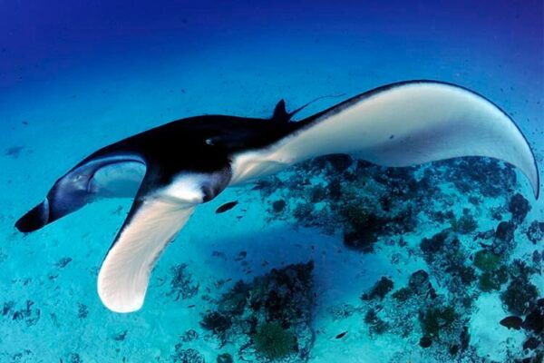 Major study reveals size of Seychelles manta ray population - DIVE Magazine