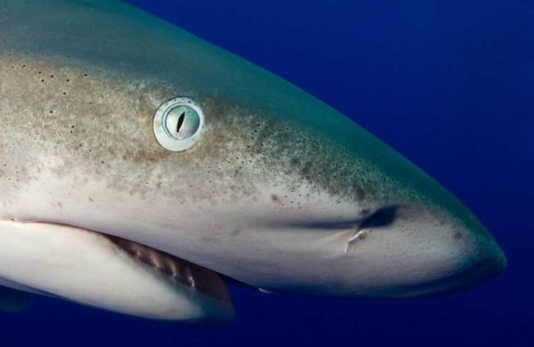 Shark diving safety tips to keep encounters enjoyable - DIVE Magazine