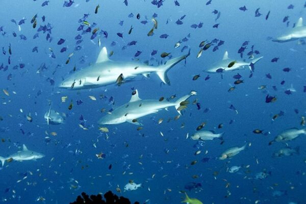 British diver dies at Maldives' Rasdhoo island - DIVE Magazine