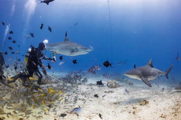 Fiji's Pacific shark-feeding boom - DIVE Magazine