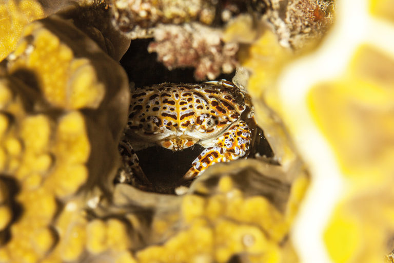 Weird & wonderful crabs - DIVE Magazine