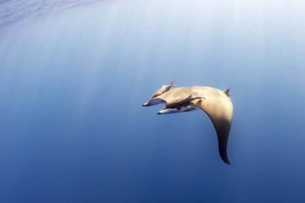 Endangered sicklefin devil ray found off the US Atlantic coast - DIVE ...