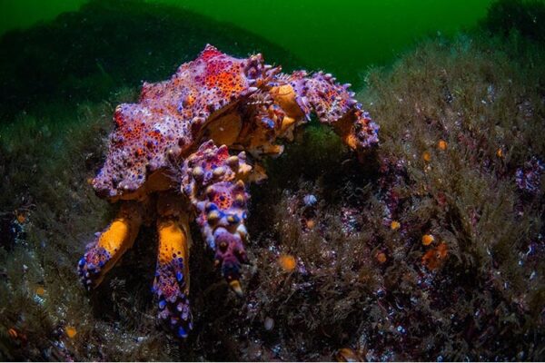 Diving into Canada's 'Skook' - the world's fastest tidal rapids - DIVE ...