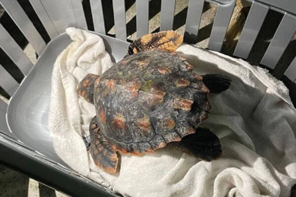 UK turtle strandings on the rise this winter - DIVE Magazine