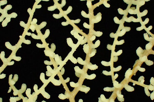 Competition: name a new species of deep-sea coral - DIVE Magazine