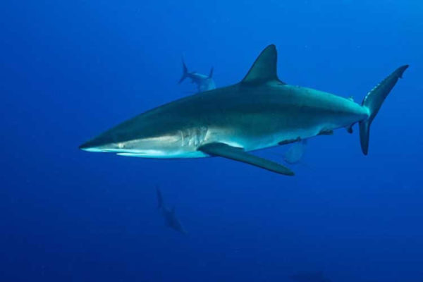 Diving in Shark Heaven: Tubbataha Reefs in the Philippines - DIVE Magazine