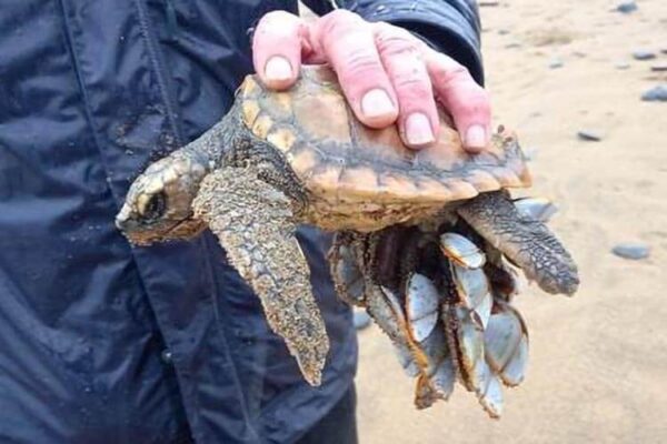 UK turtle strandings on the rise this winter - DIVE Magazine